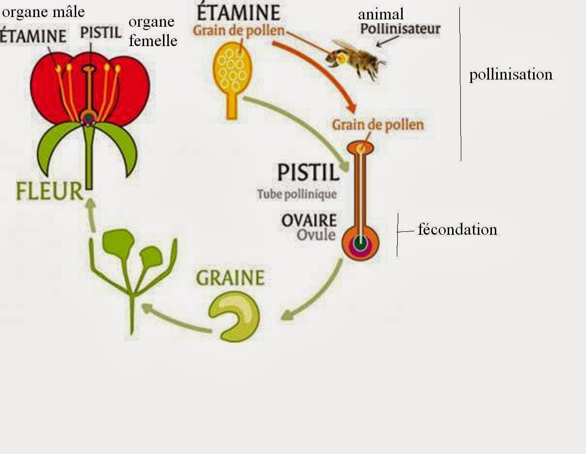 Sciences sociales et sciences naturelles CP Marie Curie CM2: 2013