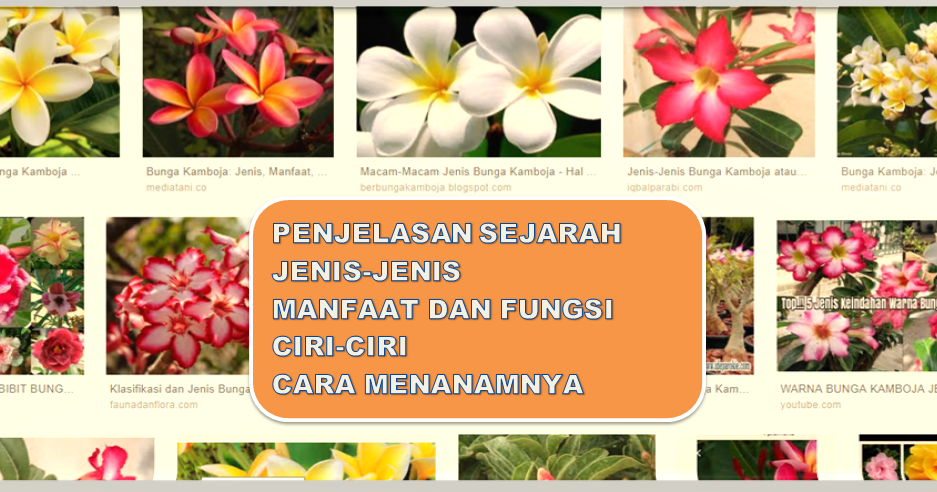 Manfaat Bunga Kamboja jadi obat hingga makanan keripik - INDONESIAN ...