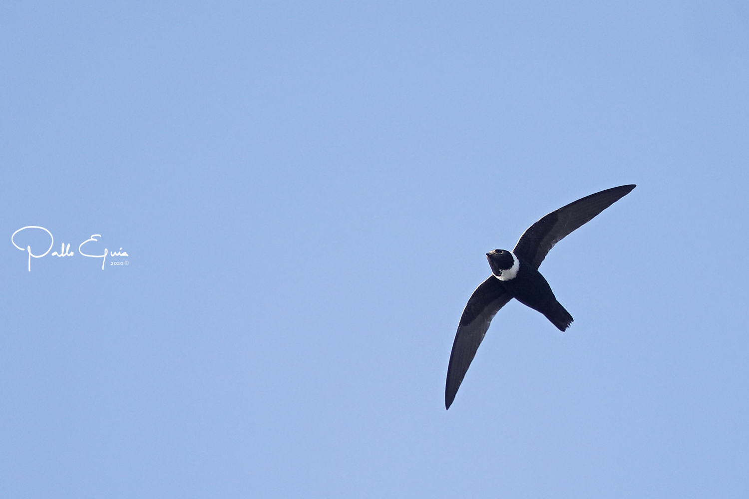 mis fotos de aves: Streptoprocne zonaris Vencejo de Collar White ...