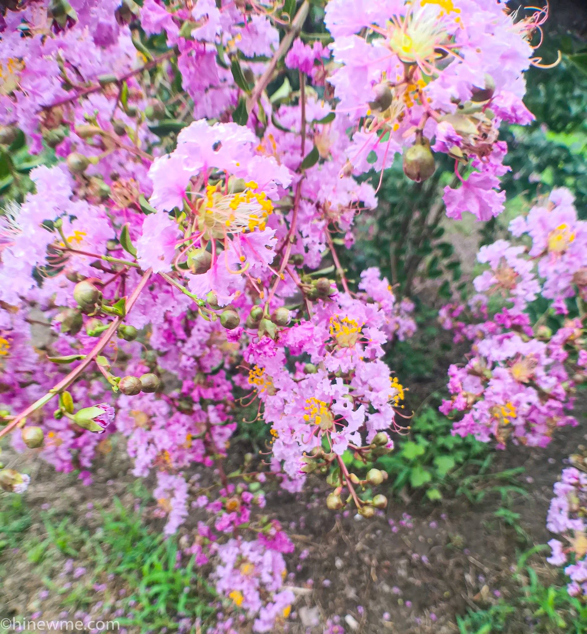 26+ flower landscape 5 post-production of photographic, come to see my ...