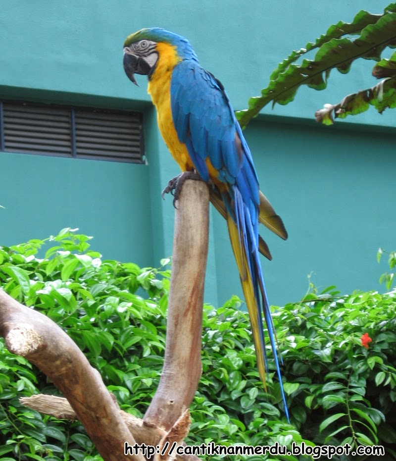 Budidaya Burung: Burung Macaw yang sangat cantik dan macam-macam jenisnya