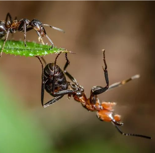 Why Are Ants Scared of Ink? | Science Fact - Science Experiments for ...