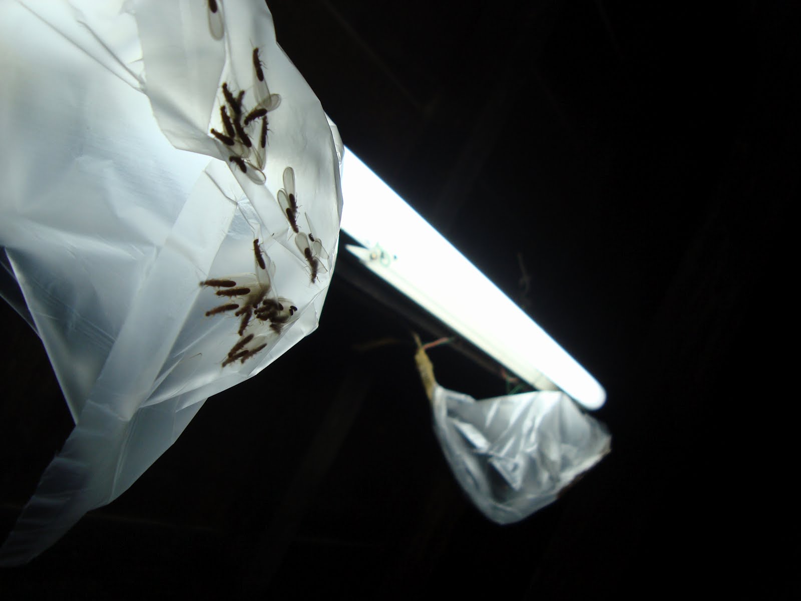 Living with Nature - School on Blog by Dr. Abercio V. Rotor: A simple ...