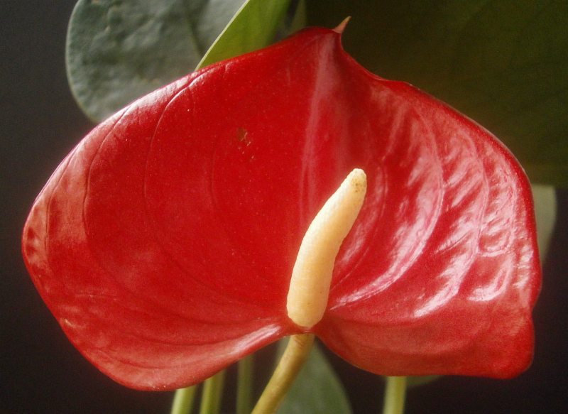 Plants are the Strangest People: Anthurium no. 1209 "Raven Samore Holiday"