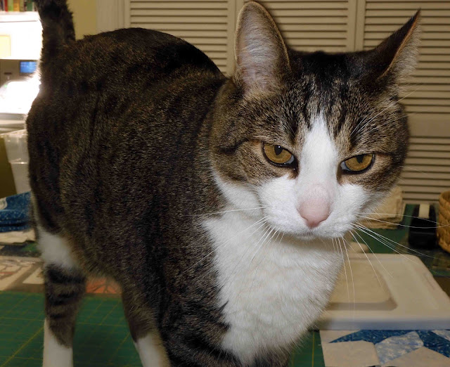 Cat Patches: Something New