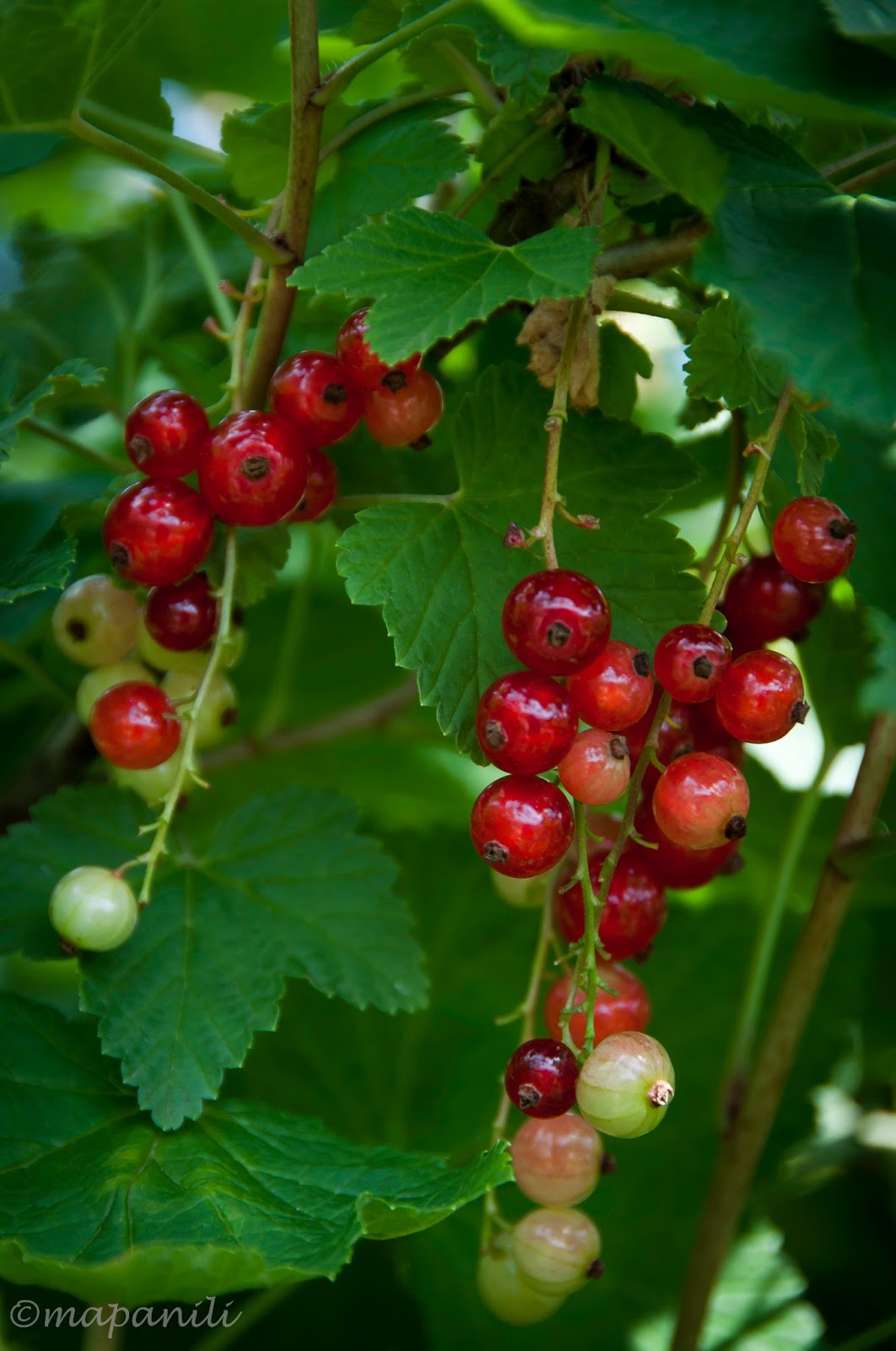 Team Mapanili: Natuurfoto's