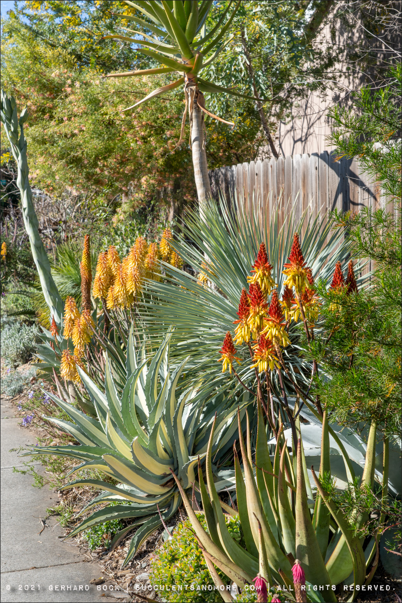 Aloe bloom preview, early December 2021