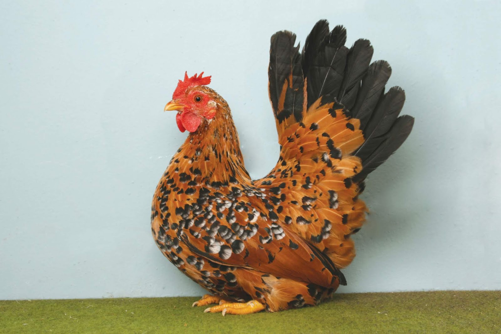 janina-pe planeta mea: septembrie 2019