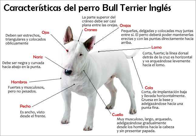De Todo Un Poco: Bull Terrier Ingles