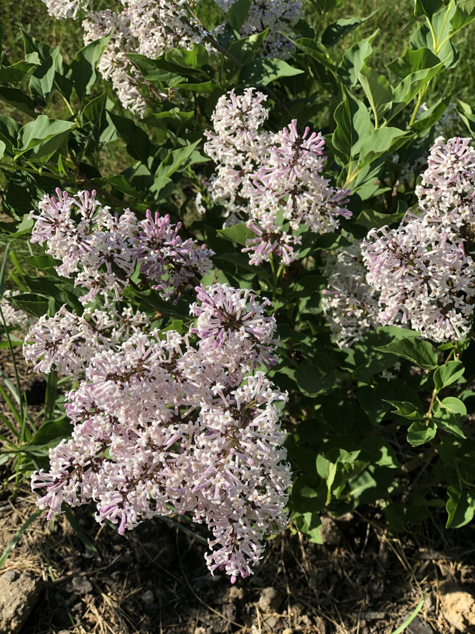 Natascha's Inspirations