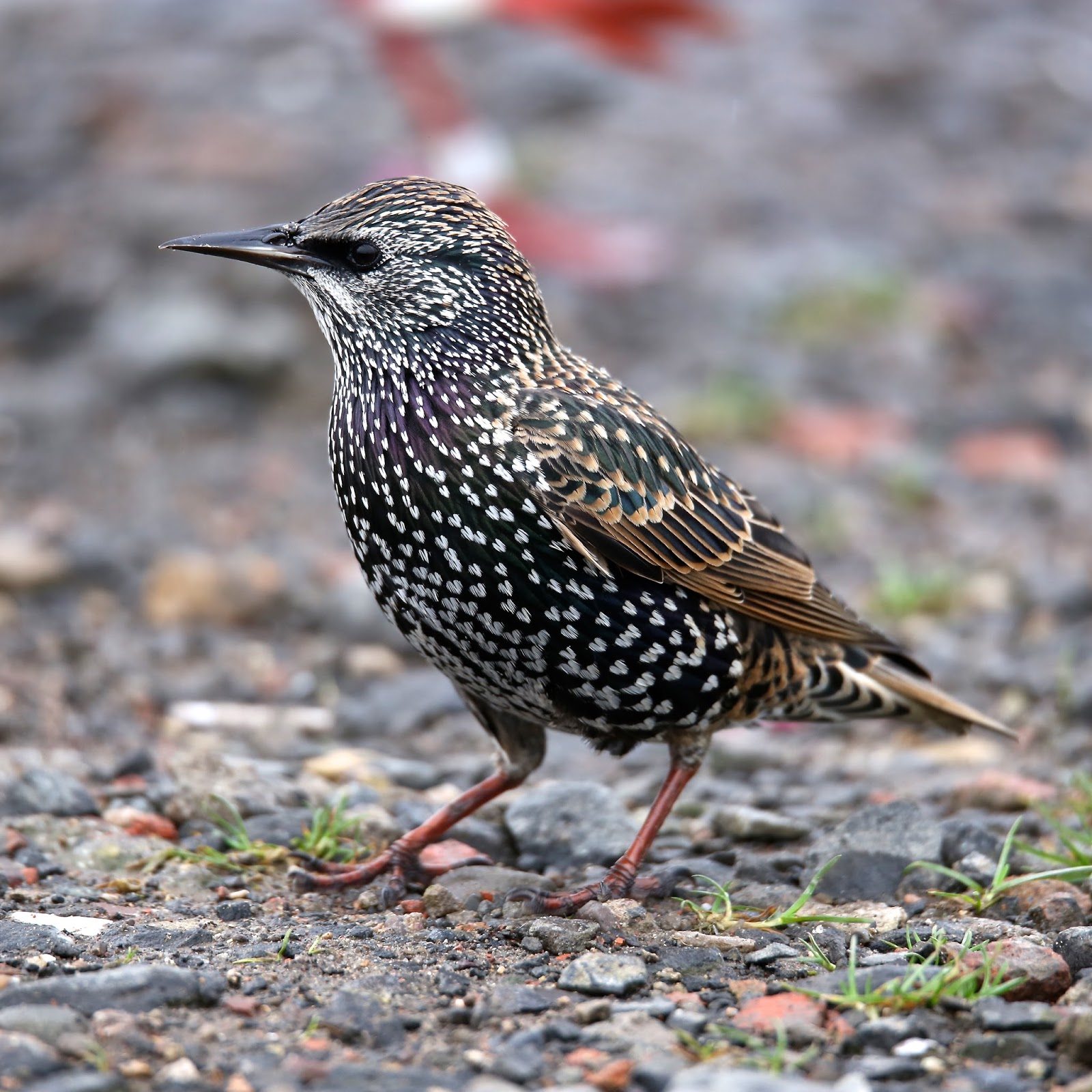 TrogTrogBlog: Bird of the week - Starling