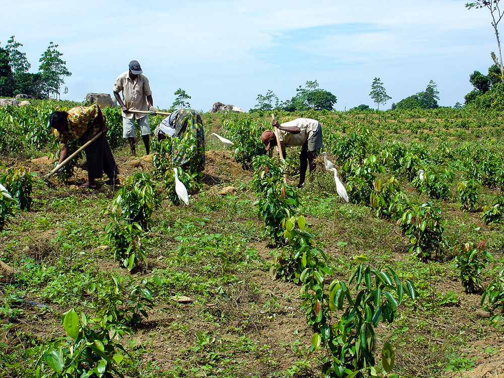 Ellen's Organic Farm: Process of harvesting and manufacturing of Ceylon ...