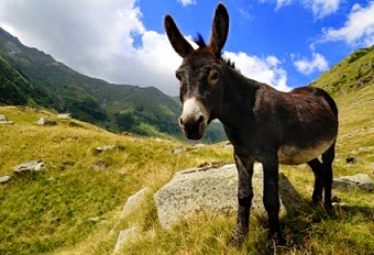 Galloping: Los Burros