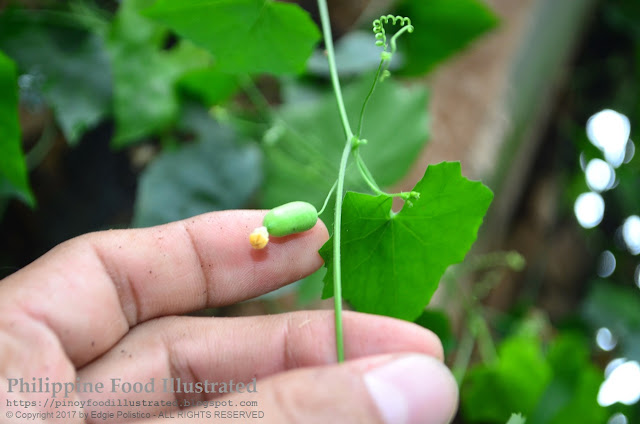 Philippine Food Illustrated