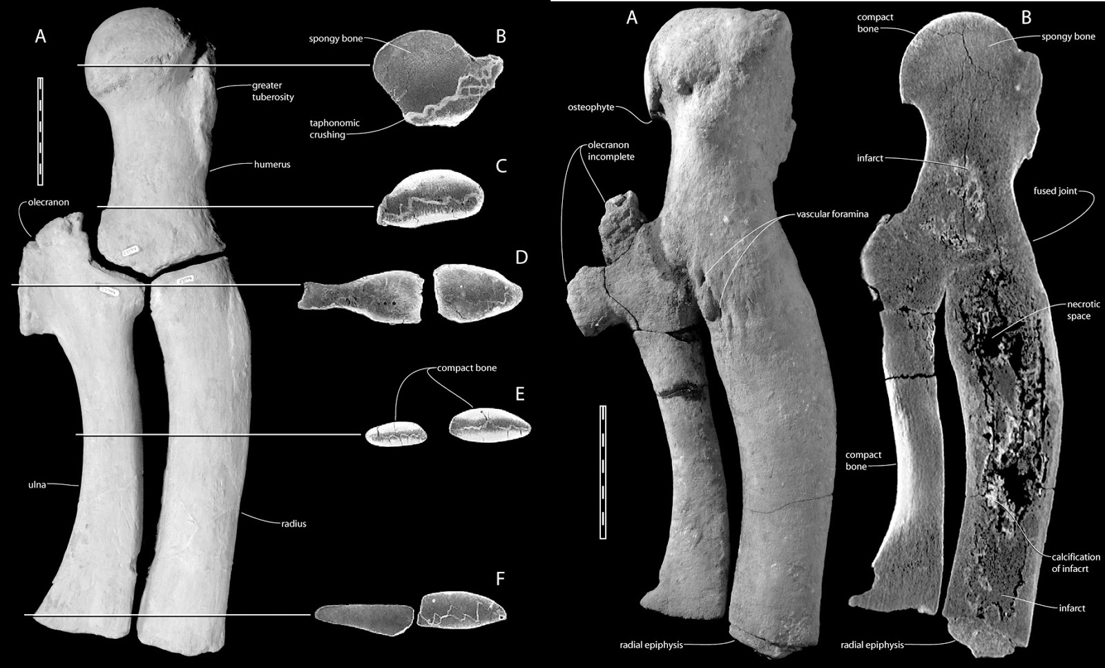 The Coastal Paleontologist, atlantic edition: 2017