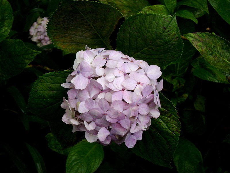 Koleksi Tanaman Hias: Tanaman Bunga Hortensia / Bunga Bokor (Hydrangea)