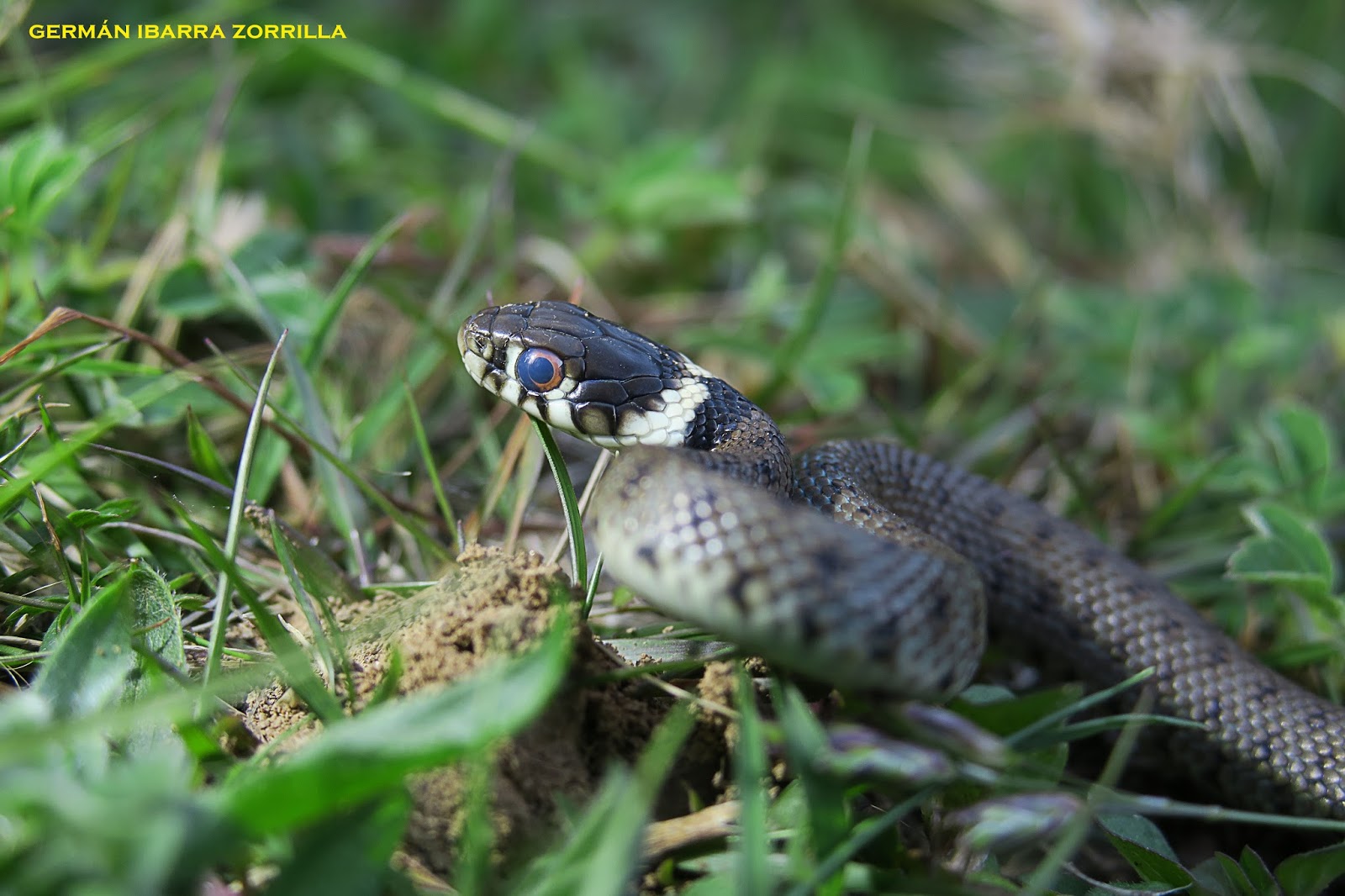FAUNA COMPACTA el blog de Germán Ibarra Zorrilla: Culebra de collar ...