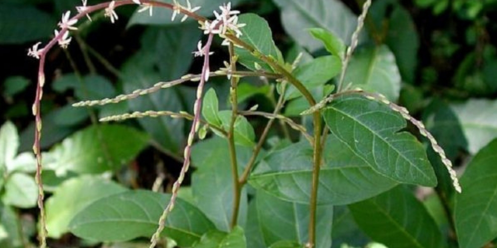 Propiedades, usos y aplicaciones del mapurite o anamú - Blog del ...