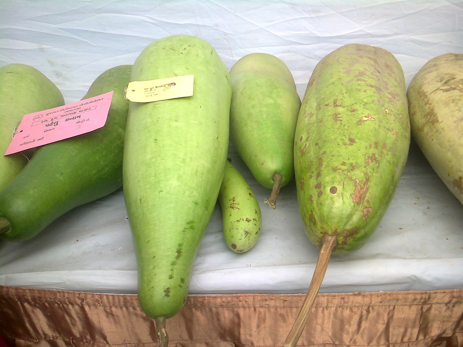 flower, fruit & vegitable horticulture exhibition 2013 - Green Ahmedabad: