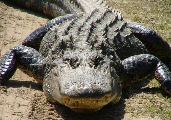 Aligátor americano (Alligator mississippiensis)