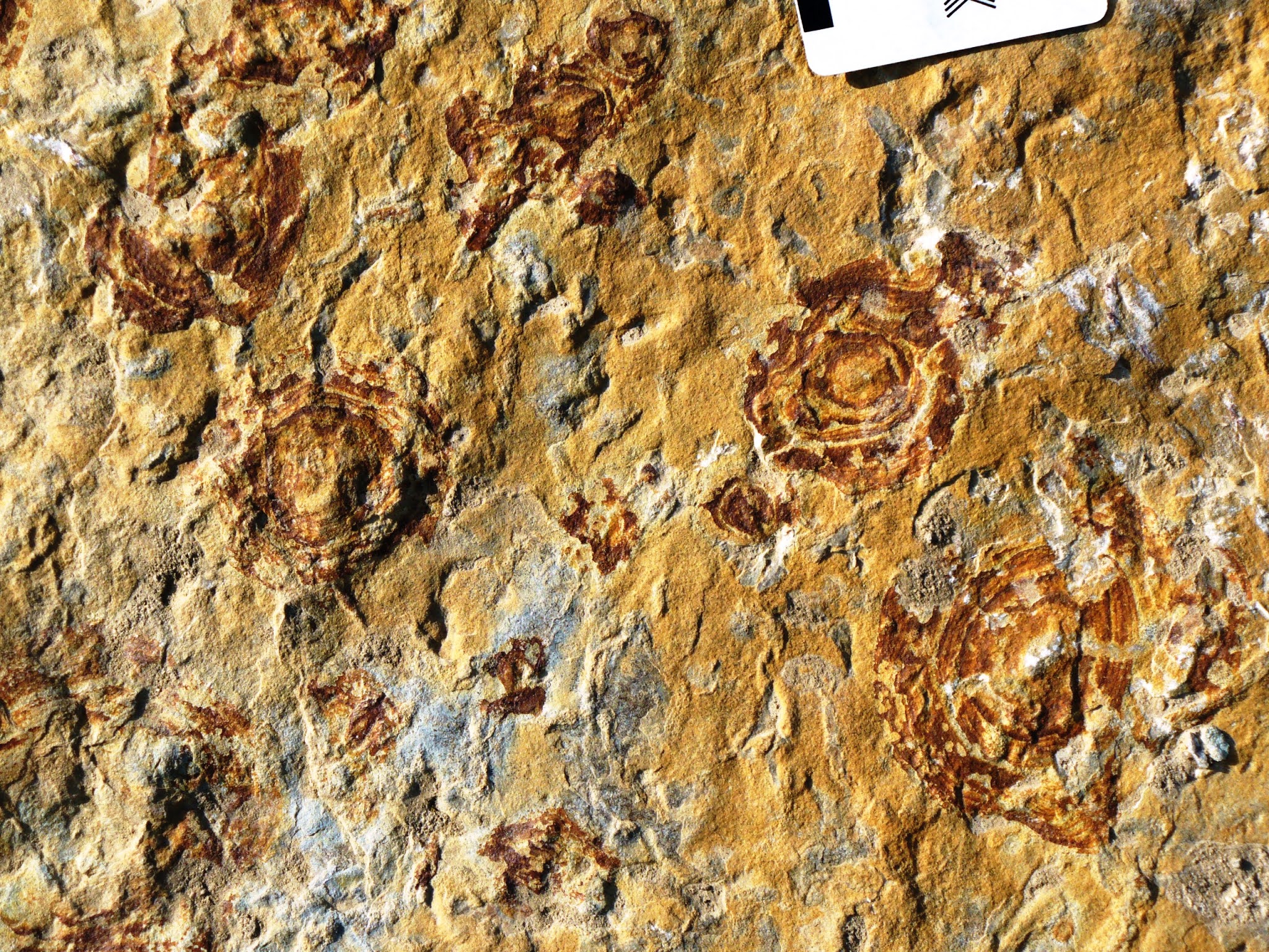 Fossils and Geology of Lanark County, Ontario: Dave Forsyth’s ...