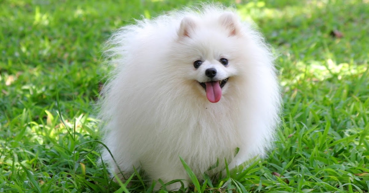 Tips merawat anjing POM!! | We Love Puppy