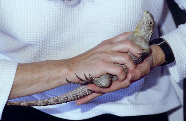 Lizards in Scarves