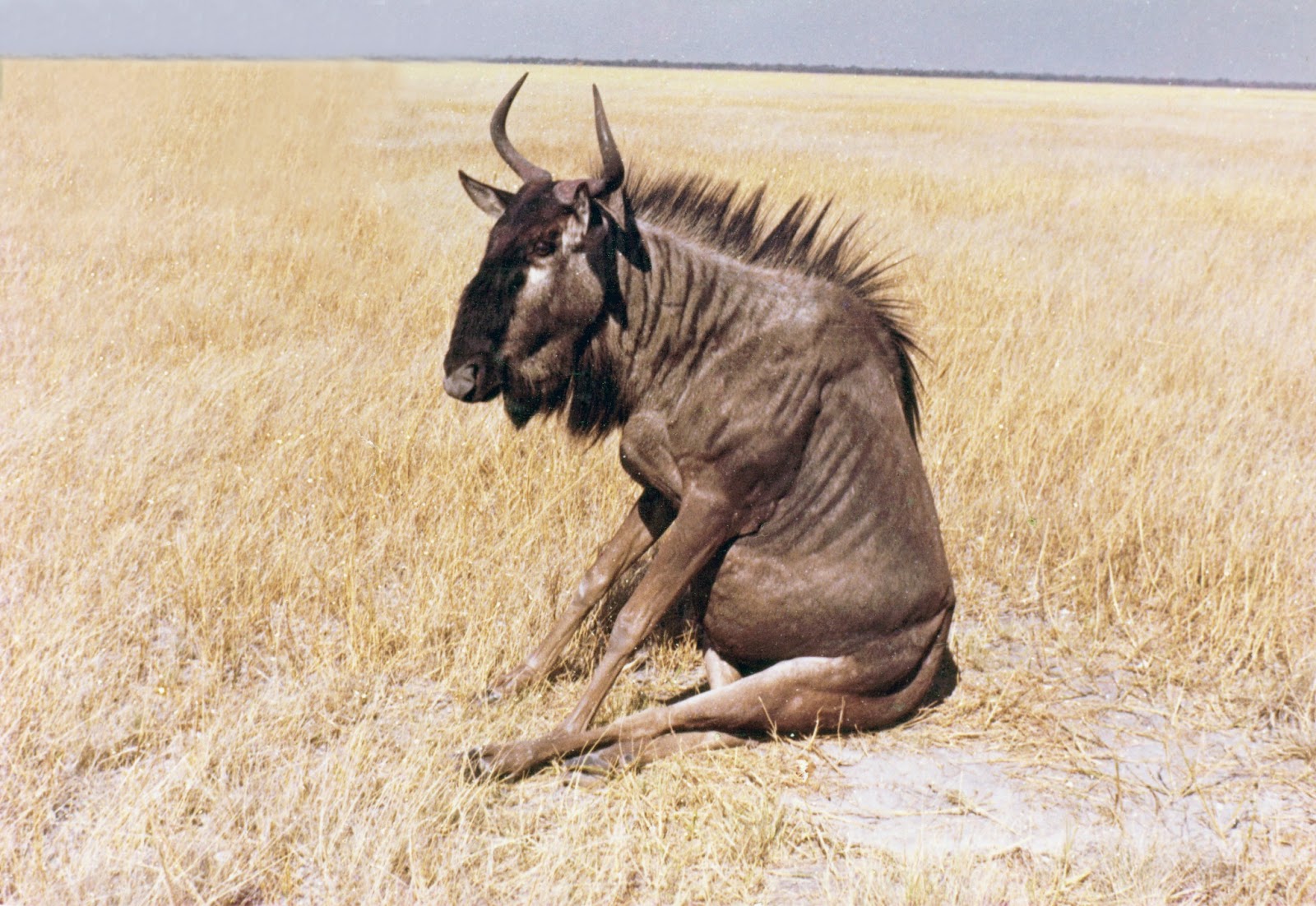 MAVINGA - ANGOLA 2ª. Compª. Bat. Caç. 5012: Caça e Saídas ao Mato