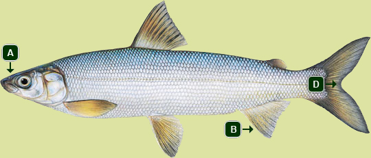 Fishing In Canada: Sport Fish