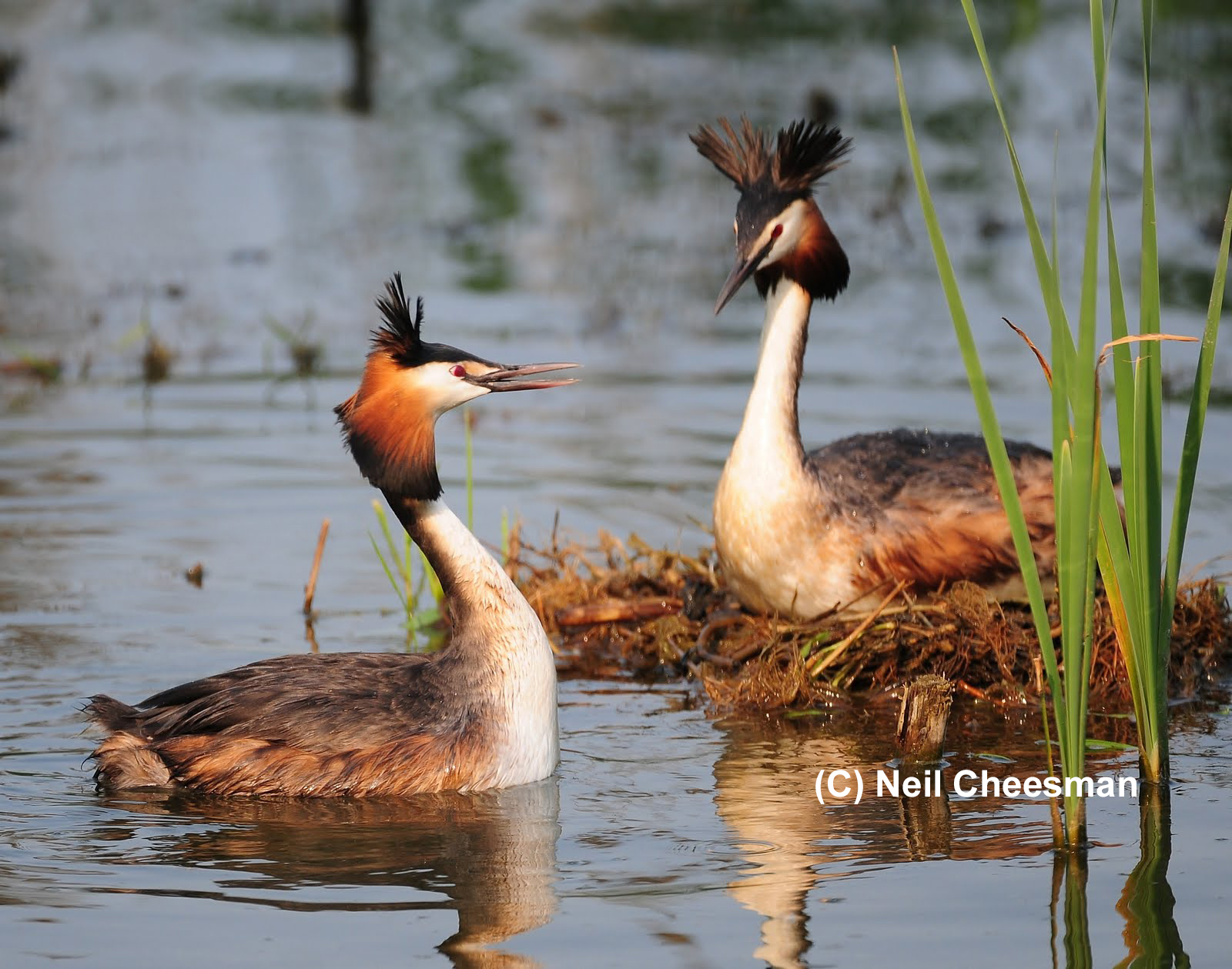 British Wildlife Photography: Great Crested Grebe