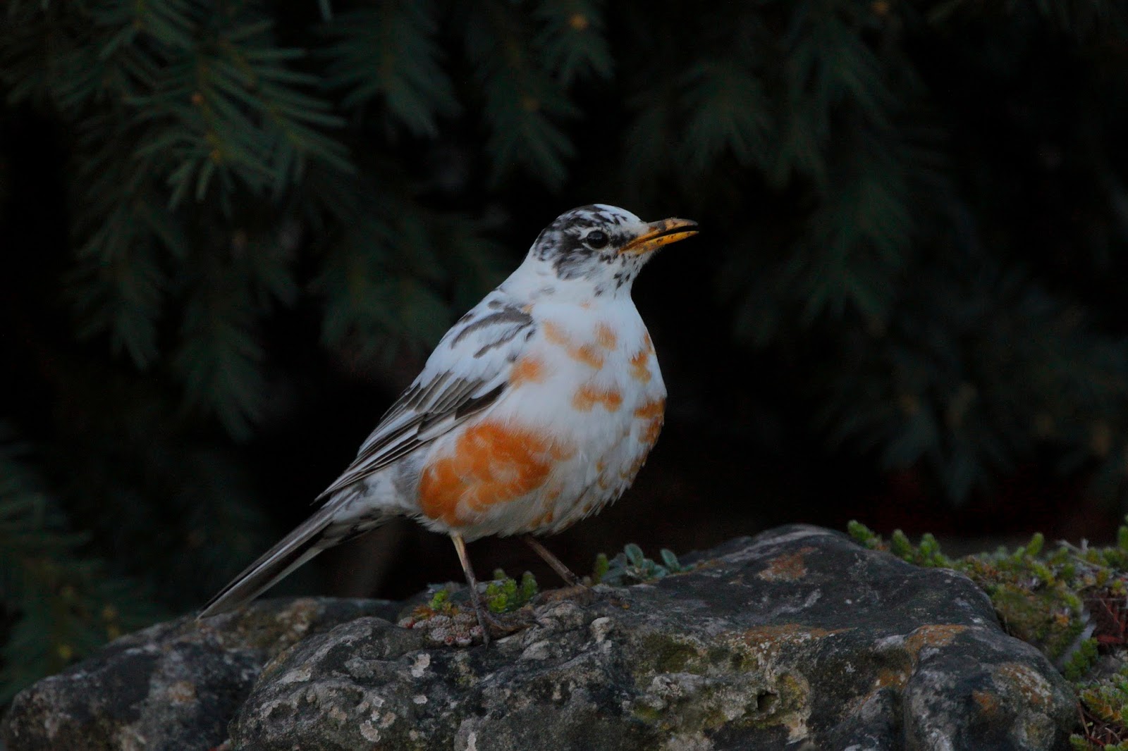 Travels With Birds: Leucistic American Robin (Merle d'Amérique) in Waterloo