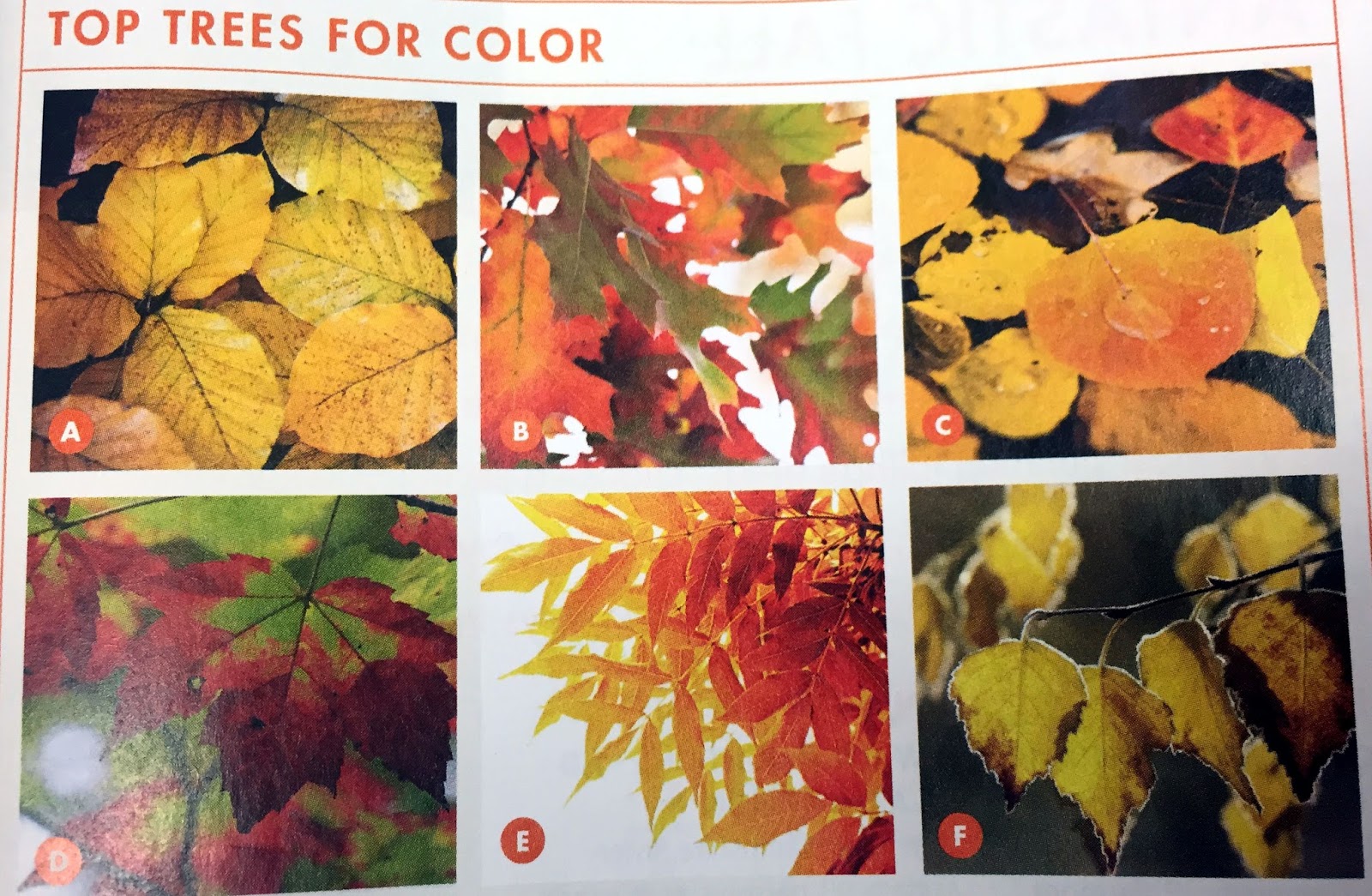 Katie Wanders : Everything Autumn - Foliage Prediction Map