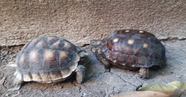 CRIADOR DE LA TORTUGA DE TIERRA,GOPEHRUS BERLANDIERI: machos en venta 18cm