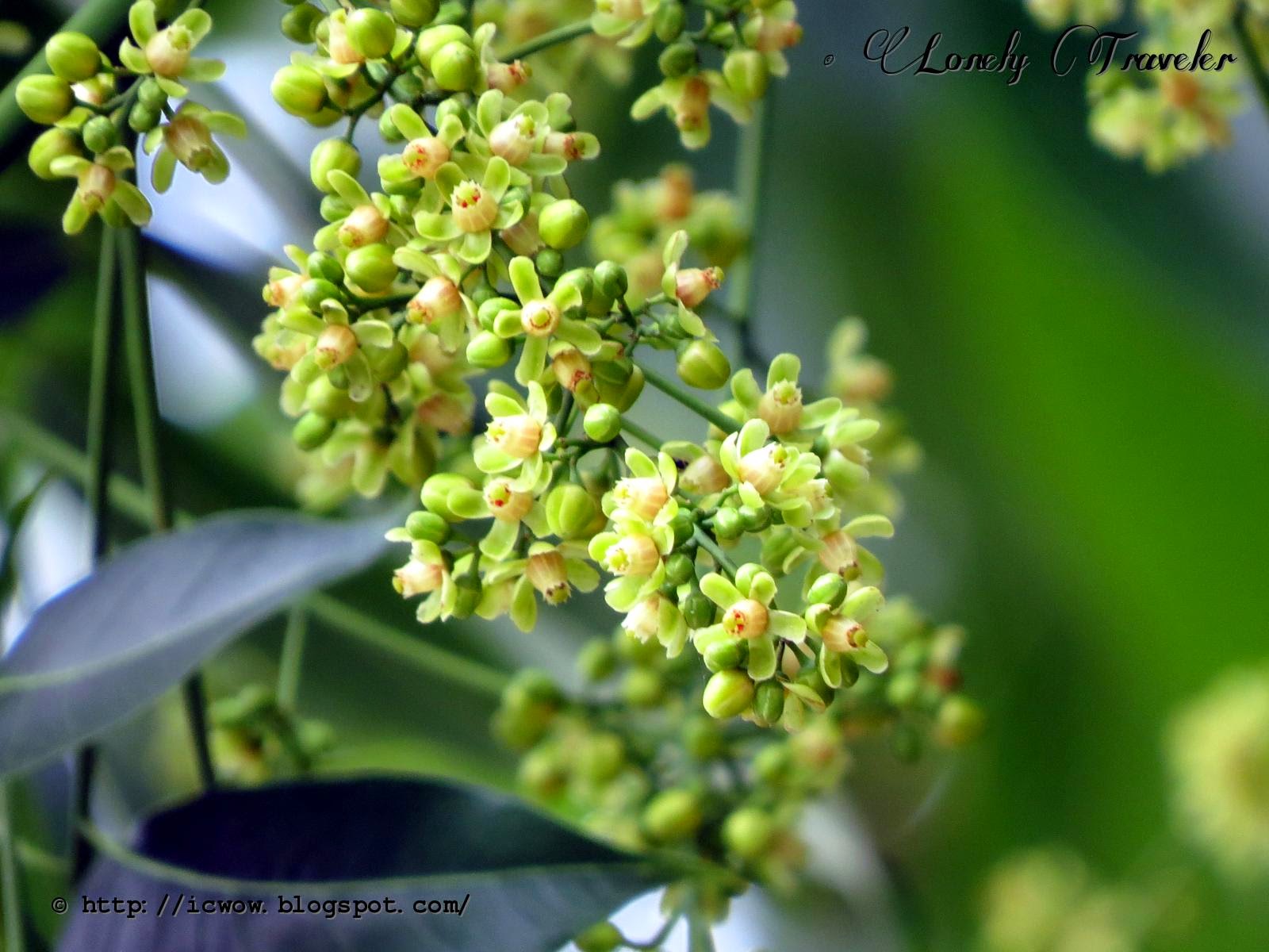 Mahogany flower (মেহগনি ফুল) - Swietenia macrophylla