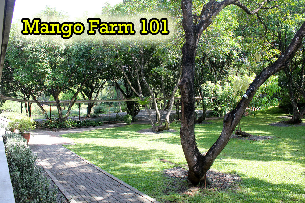 The Mango Farm
