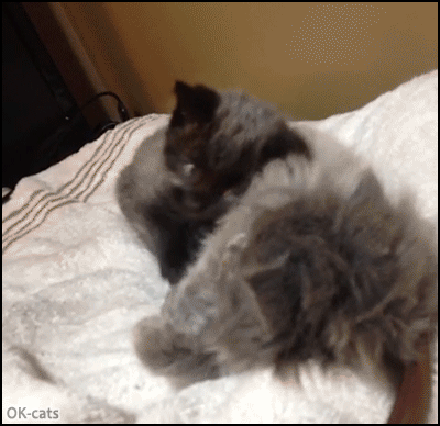 Cat High Five Animated Gif