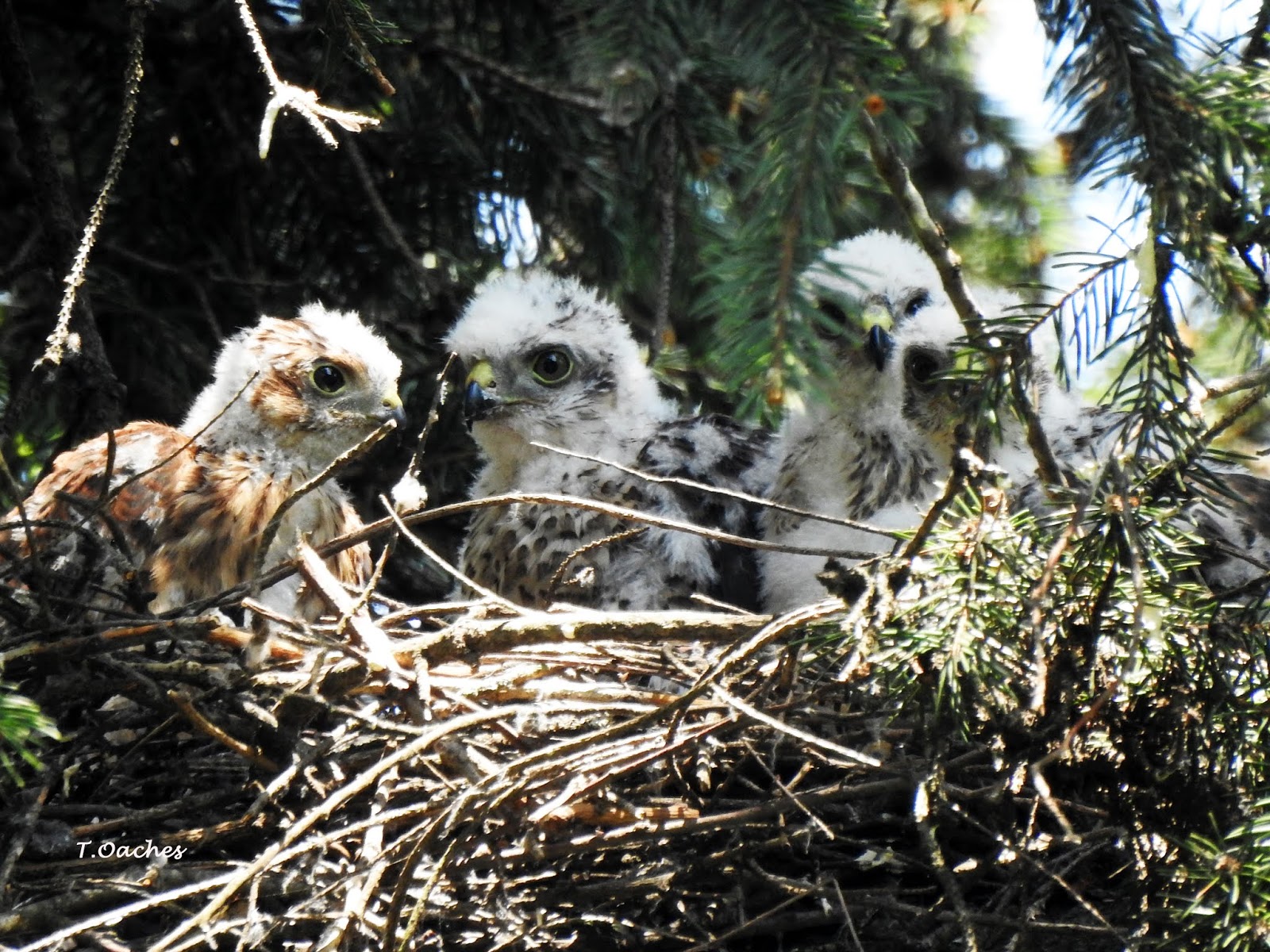 PASARI DIN ROMANIA: ULIU PASARAR (7) - Pui de Accipiter nisus, 2019 ...