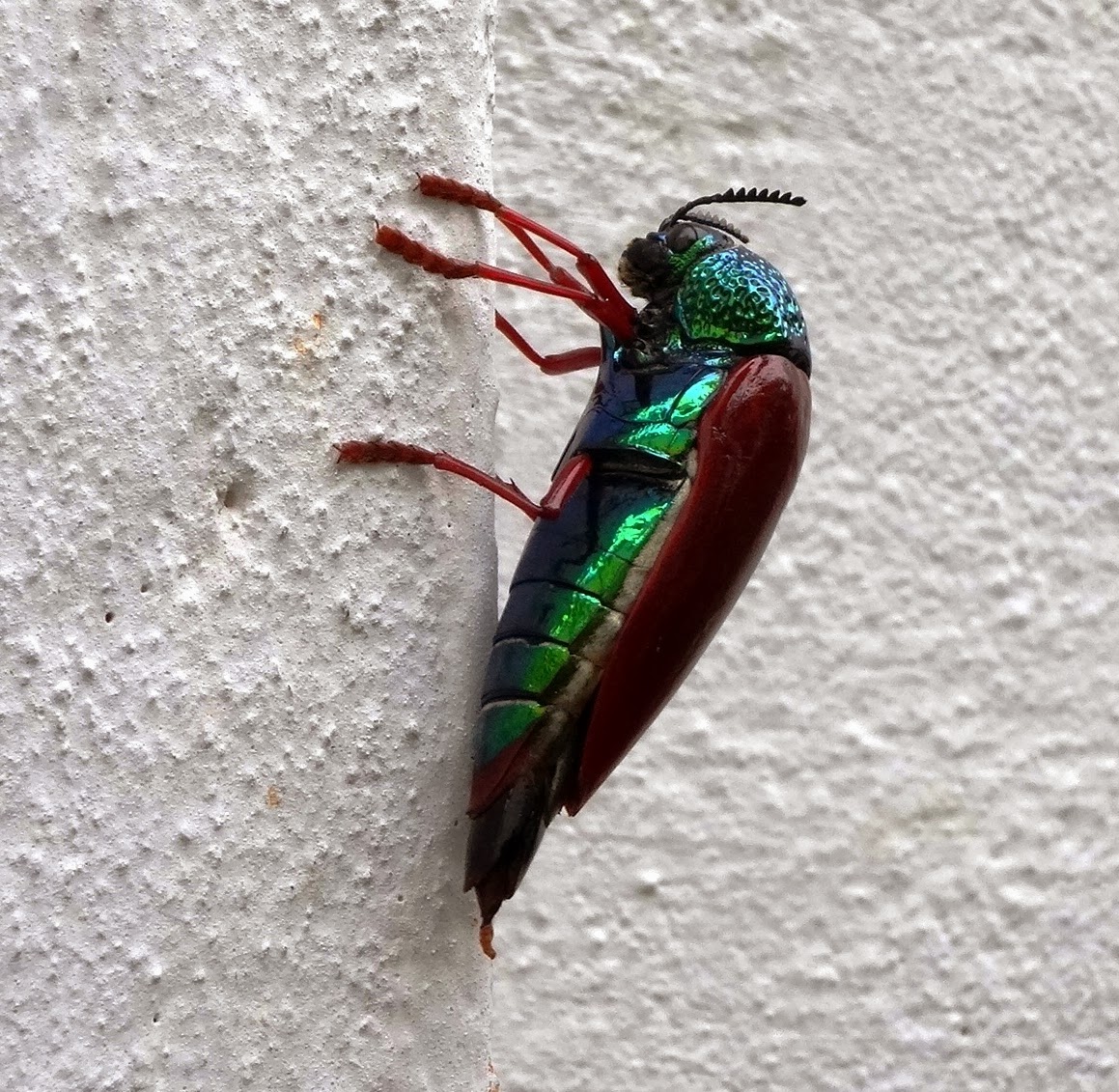 ashokism...: Ponn Vandu