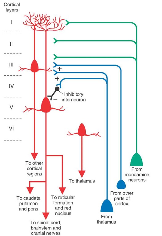Project AGI: How to build a General Intelligence: Circuits and Pathways