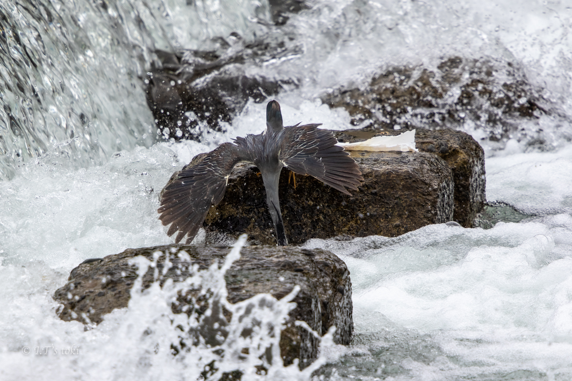 I.T's toki Wild Bird Photos: 7月 2020