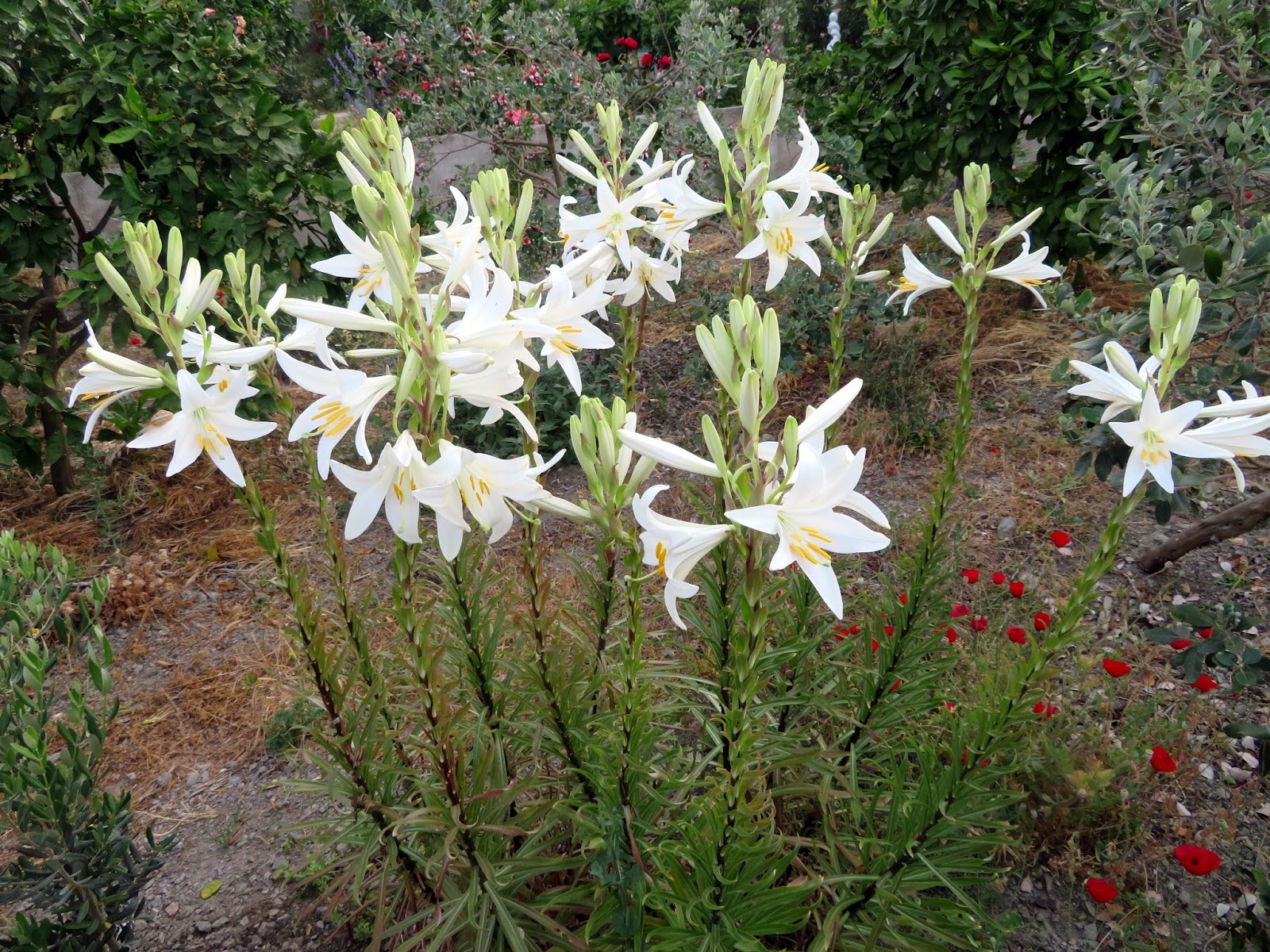 Cittaslow Botanik Park: ZAMBAK ( Lilyum )