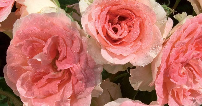 ROSERAIE DE SAINT JEAN: JET SET