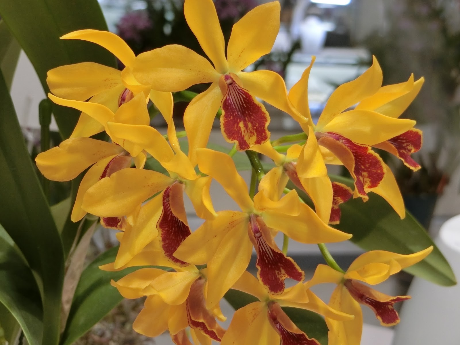 60歳で無職の優雅な日々: エナンスレヤ・マジック・ワンド・ナゴヤ・デメ Enanthleya Magic Wand 'Nagoya Deme'