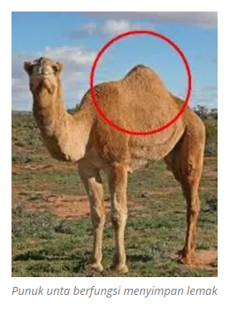 Fakta Menakjubkan dan Unik dari Hewan Padang Pasir Unta/Onta - semangat27