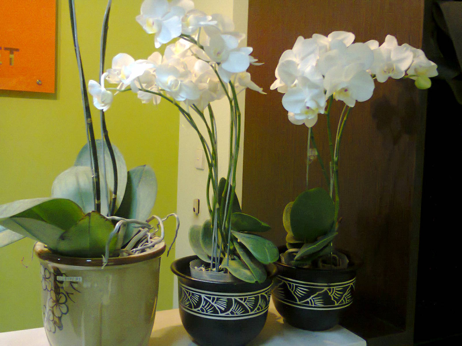 Juliana Maisyara: PANEN DAN PASCA PANEN ANGGREK