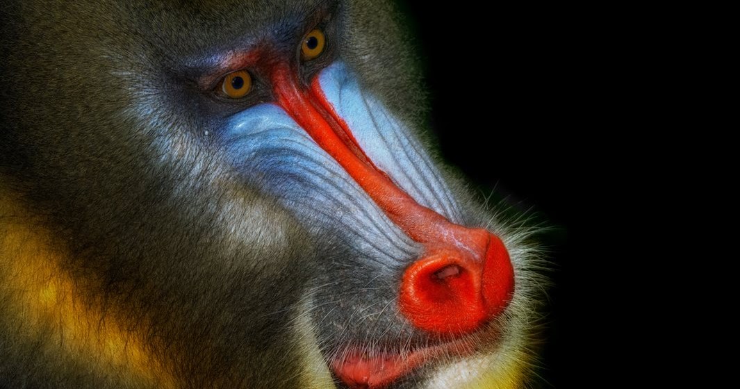 Occhi fragile: Mandriles en el parque Lekedi