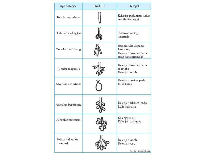 Jaringan Epitel Kelenjar