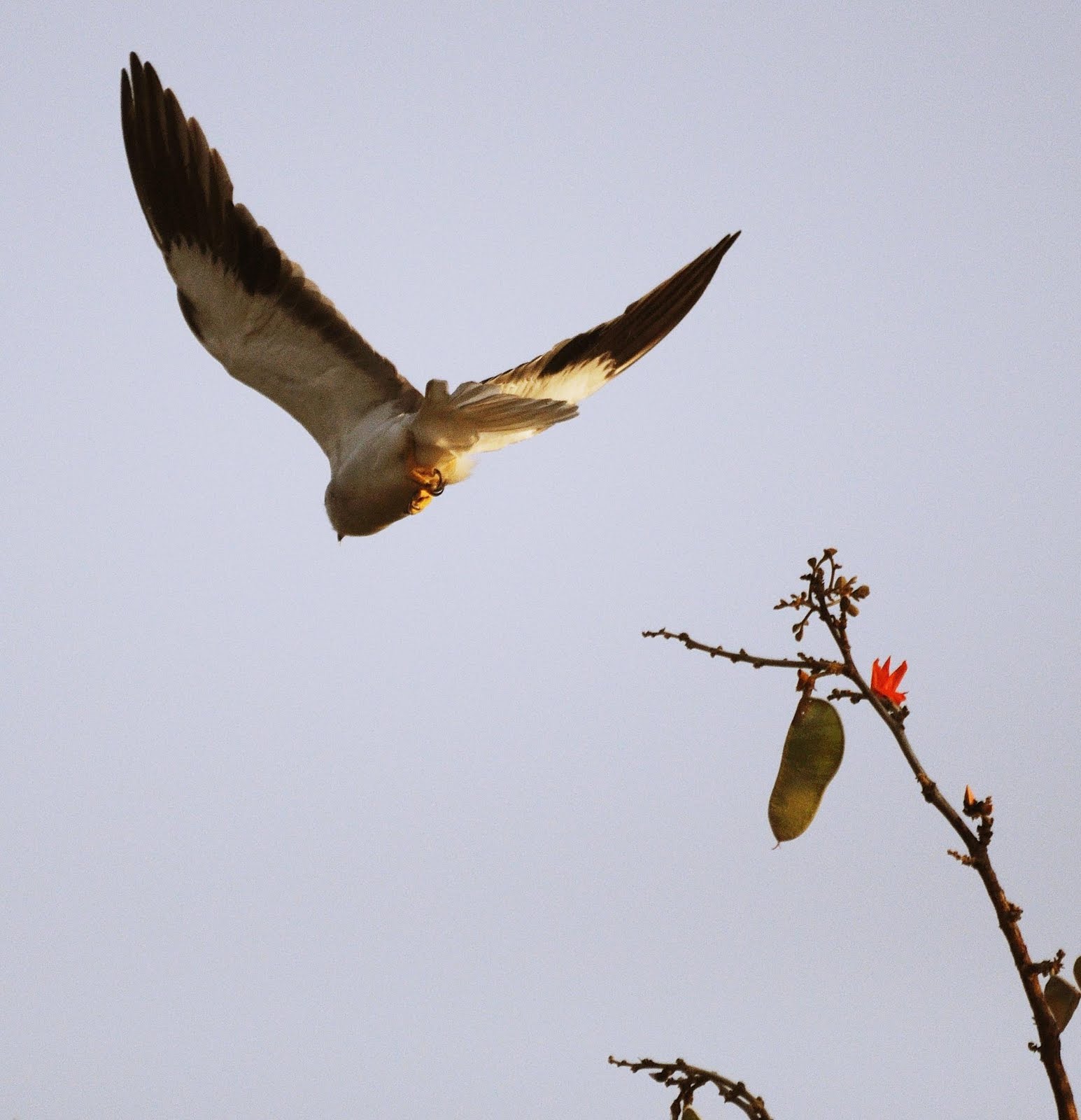 Zunka Bhakri......: On trail of Tiger @ Tadoba-Kolsa