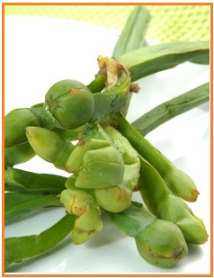 BIOLOGI GONZAGA: LIMNOCHARIS FLAVA - GENJER