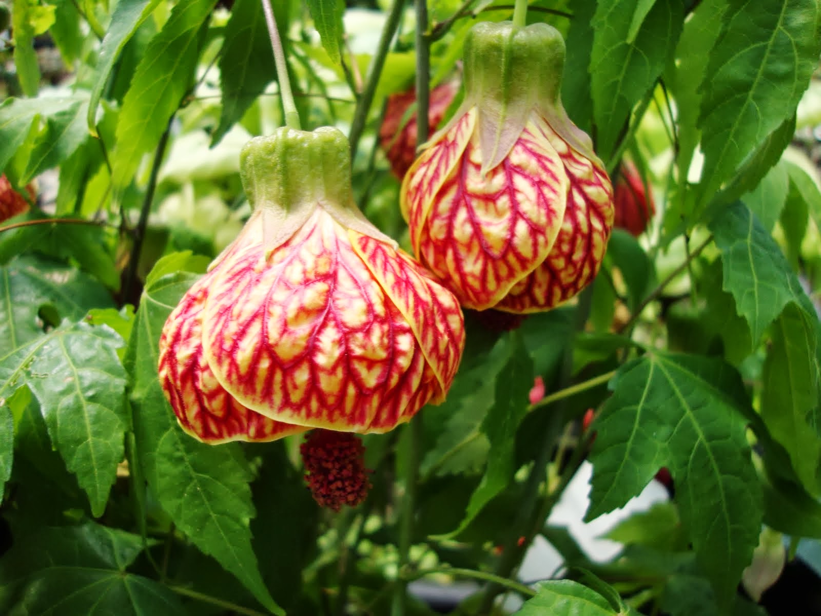 Abutilon Flower - Flower Coloring Page